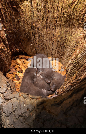Europäischen Baummarder, baby, Baummarder, Tierbaby, Baum-Marder ...