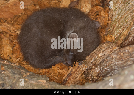 Europäischen Baummarder, baby, Baummarder, Tierbaby, Baum-Marder ...
