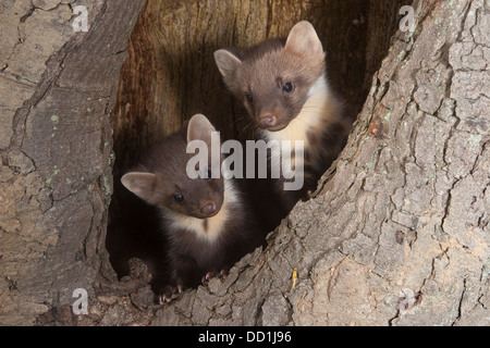Europäischen Baummarder, baby, Baummarder, Tierbaby, Baum-Marder ...