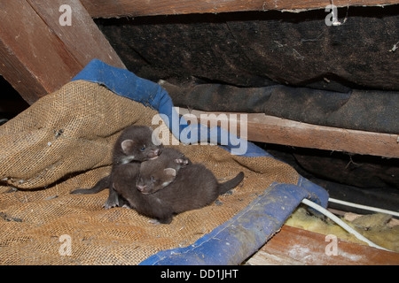 Europäischen Baummarder, baby, Baummarder, Tierbaby, Baum-Marder ...