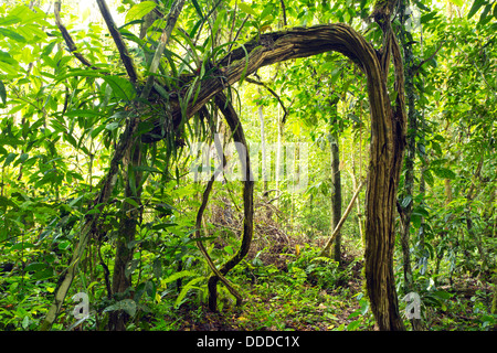 Lianen in einem Dschungel mit tropischer Vegetation in hellem ...