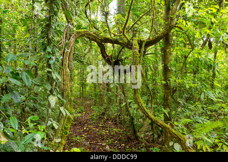 Lianen im Dschungel Stockfoto, Bild: 129384069 - Alamy