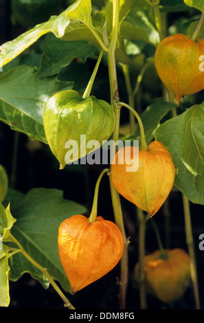 Erdbeertomate, Winterkirsche, Wilde Blasenkirsche, Erdkirsche ...