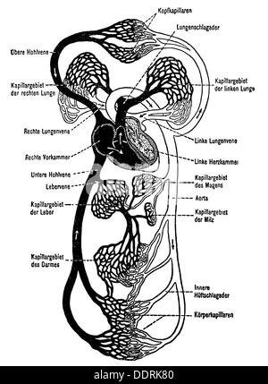 Medizin, Anatomie, Geschlechtsorgane, schematische Darstellung des ...