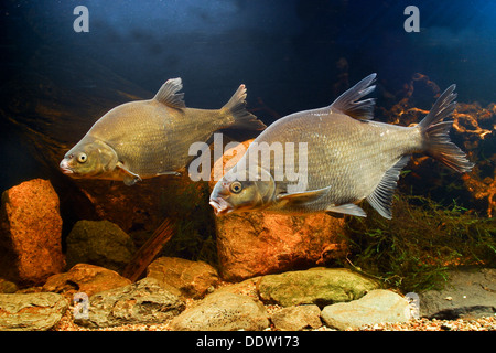 Brachsen, Brassen, Brachsen, Brassen, Blei, Abramis Brama, Brème ...