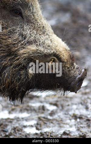 Wildschwein Kopf mit stoßzähnen an Bord, Jagd Trophäe montiert ...