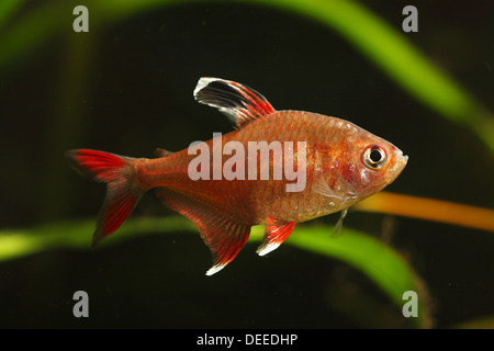 Black Flag Tetra (Hyphessobrycon Rosaceus, Hyphessobrycon Ornatus ...
