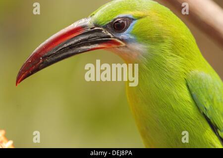 Nut-billed Toucanet, Tucán Pico de Frasco Esmeralda, Aulacorhynchus ...