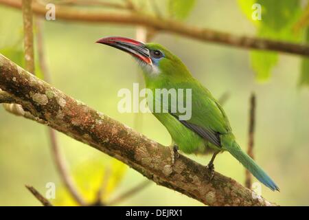 Nut-billed Toucanet, Tucán Pico de Frasco Esmeralda, Aulacorhynchus ...