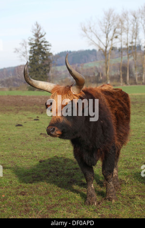 Heckrinder, Bos primigenius Taurus oder auerochsen im Zoo ...