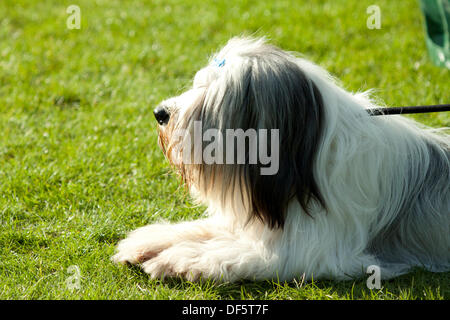 Schäferhund - polnische Tiefland polish Lowland sheepdog valee ...