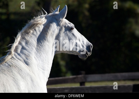 Andalusische Pferd (Equus Ferus Caballus). Dapple-Gray Hengst im Galopp ...