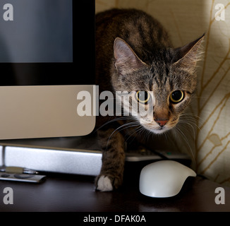 Lustige Katze mit im Büro. Business Szene Stockfoto, Bild: 227246874 ...