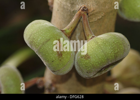 Elefanten-Ohr Feigenbaum (Ficus Auriculata, Ficus Roxburghii), Früchte ...