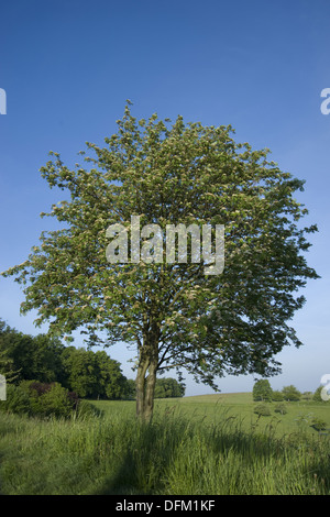 Blühende Rowan-Bäume auf der Wiese Stockfotografie - Alamy