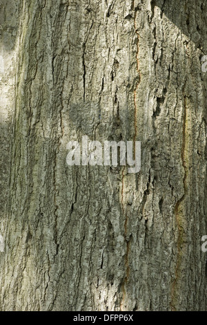 Roteiche Quercus Rubra Nahaufnahme von Rinde Stockfotografie - Alamy