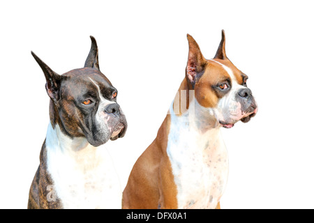 Boxer Welpen, braun gestromt, sitzen auf einer Wiese, Nord-Tirol ...