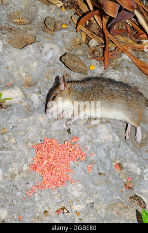 Tote Ratte liegen auf einem Felsen von Rattengift, Andalusien, Spanien ...
