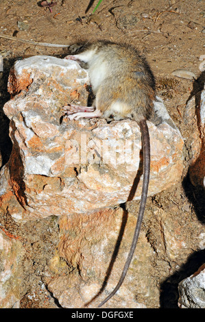 Tote Ratte liegen auf einem Felsen von Rattengift, Andalusien, Spanien ...
