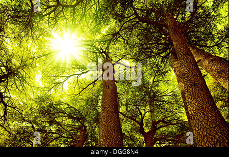 Ein Sonnenstrahl durch die Fensterläden aus Holz kommt, leuchtet Staub ...
