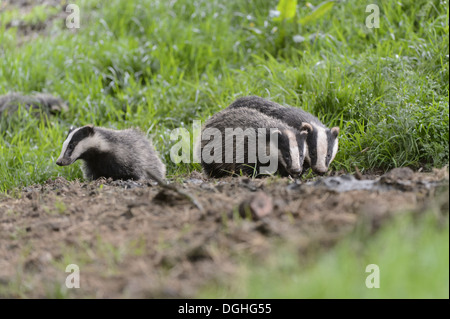 Europäischer Dachs (Meles Meles). Drei jungen auf einer Wiese mit ...