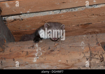 Steinmarder, Steinmarder, Duft, Steinmarder, Stein-Marder, Marder ...