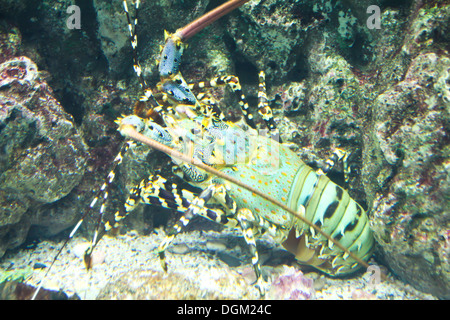 Bunte Hummer in Aquarium Tank im Seafood Markt Stockfoto, Bild ...