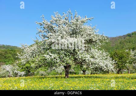 apfelbäume in voller Blüte an einem schönen Tag im April am Bodensee ...