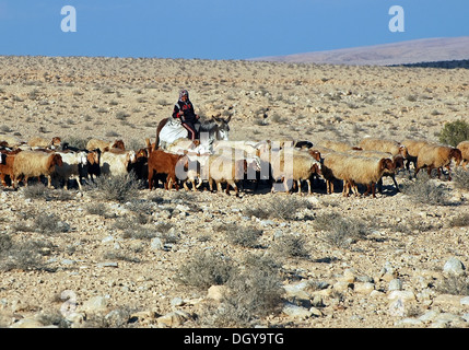 Israels Negev-Wüste, eine Schafherde Beduinen Stockfotografie - Alamy