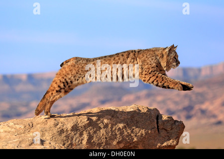 Rotluchs (Lynx Rufus) Sprung von einem Felsen, Gefangenschaft, Monument ...