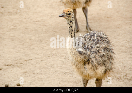 Baby Strauß Struthio camelus Stockfotografie - Alamy