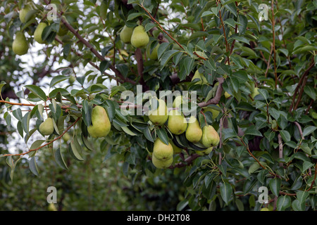Birnen wachsen auf einem Birnbaum, Herbst, Obstgarten Stockfoto, Bild ...