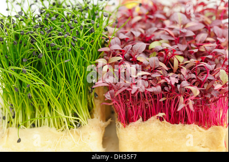 Kresse, scarlet cress Stockfotografie - Alamy