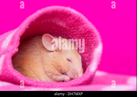 Kleine lustige Mäuse schlafen Babys. Makro Bild Stockfoto, Bild ...