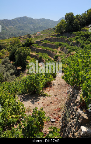 Weinrebe (Vitis SP.) und Olive (Olea Europaea) Terrassen, Manolates ...
