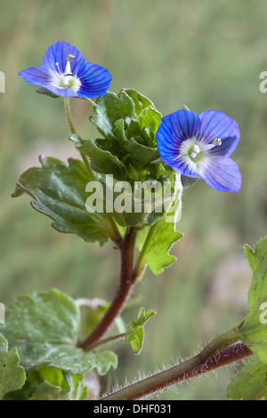 Persischer Ehrenpreis, Veronica persica Stockfotografie - Alamy