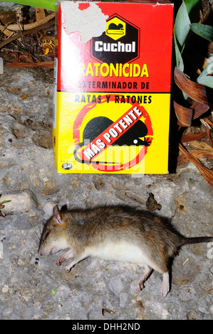 Tote Ratte liegen auf einem Felsen von Rattengift, Andalusien, Spanien ...