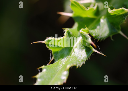 Acker-Kratzdistel, Blatt, Blätter, Ackerkratzdistel, Kratzdistel ...