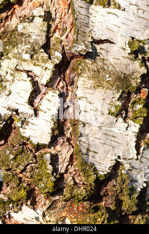 Birke Rinde Textur Stockfotografie - Alamy