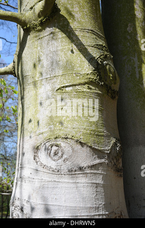 Buche, Stamm, Rinde, Rinde, Stämme Stockfoto, Bild: 86160771 - Alamy