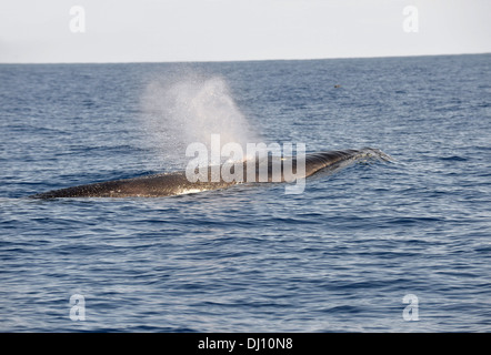 Sei Wal (Balaenoptera Borealis) an der Oberfläche zeigt Rückenflosse ...