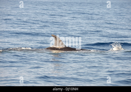 Der sei-Wal (Balaenoptera borealis) ist ein Baleen-Wal, der drittgrößte ...