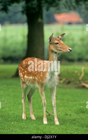 Tiere Säugetiere Damwild Hirsche Dama Dama Dama Männchen Böcke Mate ...