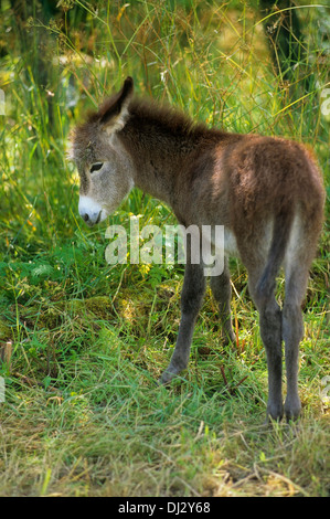 Esel (Equus Asinus) mit offenem Mund Stockfotografie - Alamy