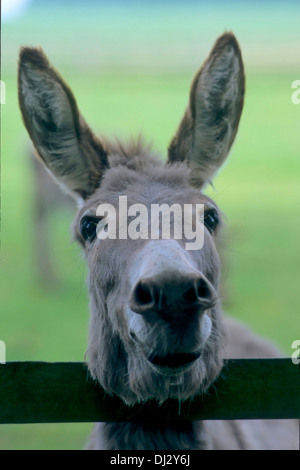 Esel (Equus Asinus) mit offenem Mund Stockfotografie - Alamy