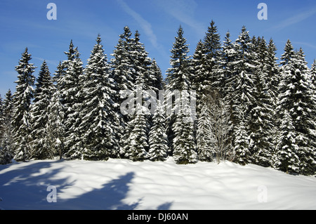 Verschneiter Tannenwald, Schweiz Stockfotografie - Alamy