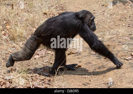 Östliche Schimpanse (Pan troglodytes). Junge isst eine Banane Stockfoto ...