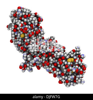 Gewebe-Faktor (TF, extrazelluläre Teil) Protein. Extrinsische Weg der ...