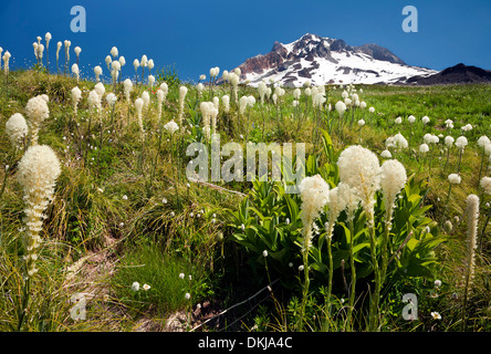 OREGON - Bärengras blühen im Paradise Park auf der Seite des Mount Hood ...