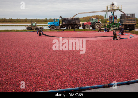 CRANBERRY ERNTE IN SAINT-LOUIS-DE-BLANDFORD, IN DER REGION CENTRE-DU ...